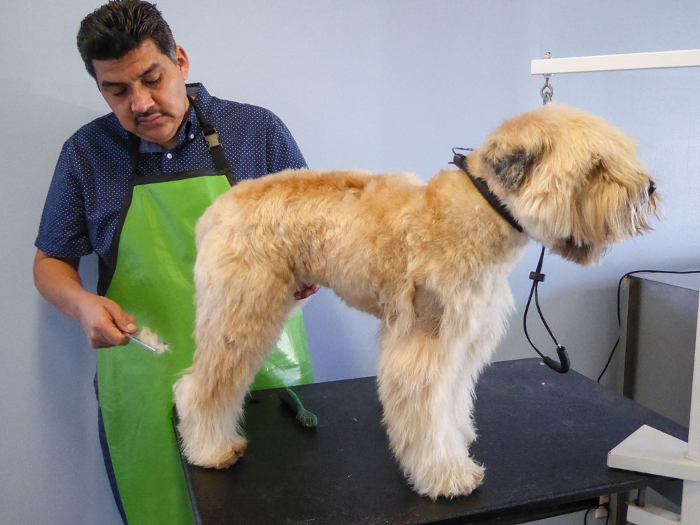 Contact Us Dog Groomers Marin County Dog Grooming Services contact-us-dog-groomers-marin-county-dog-grooming-services